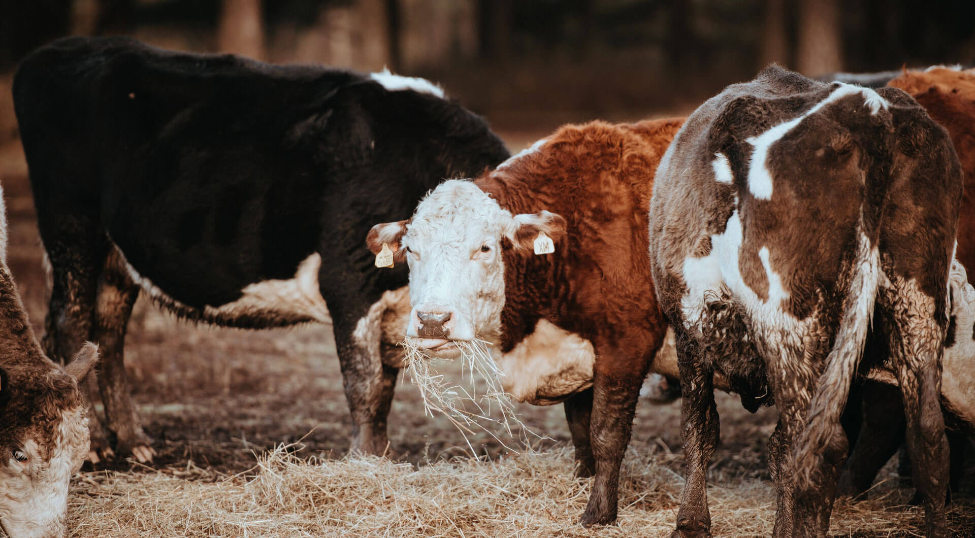 What is Dry Aged Beef? - Trailcrest Farm